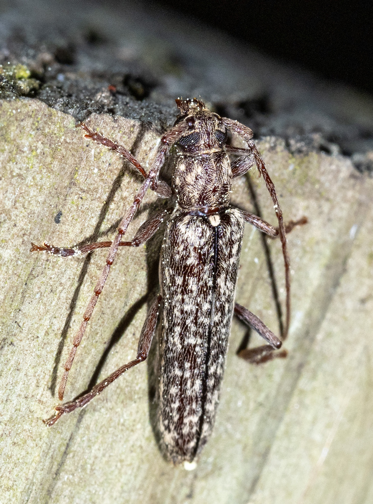 Twig Pruner from Wicomico County, MD, USA on April 15, 2024 at 08:18 PM ...