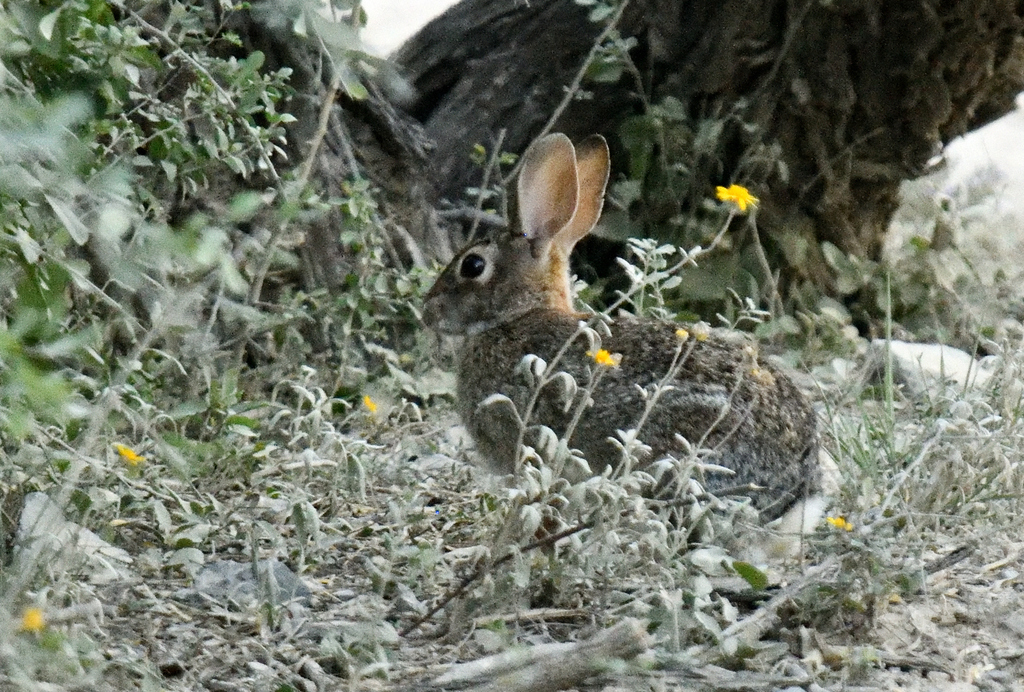 Cottontail Rabbits from Candela, Coah., México on April 3, 2024 at 05: ...