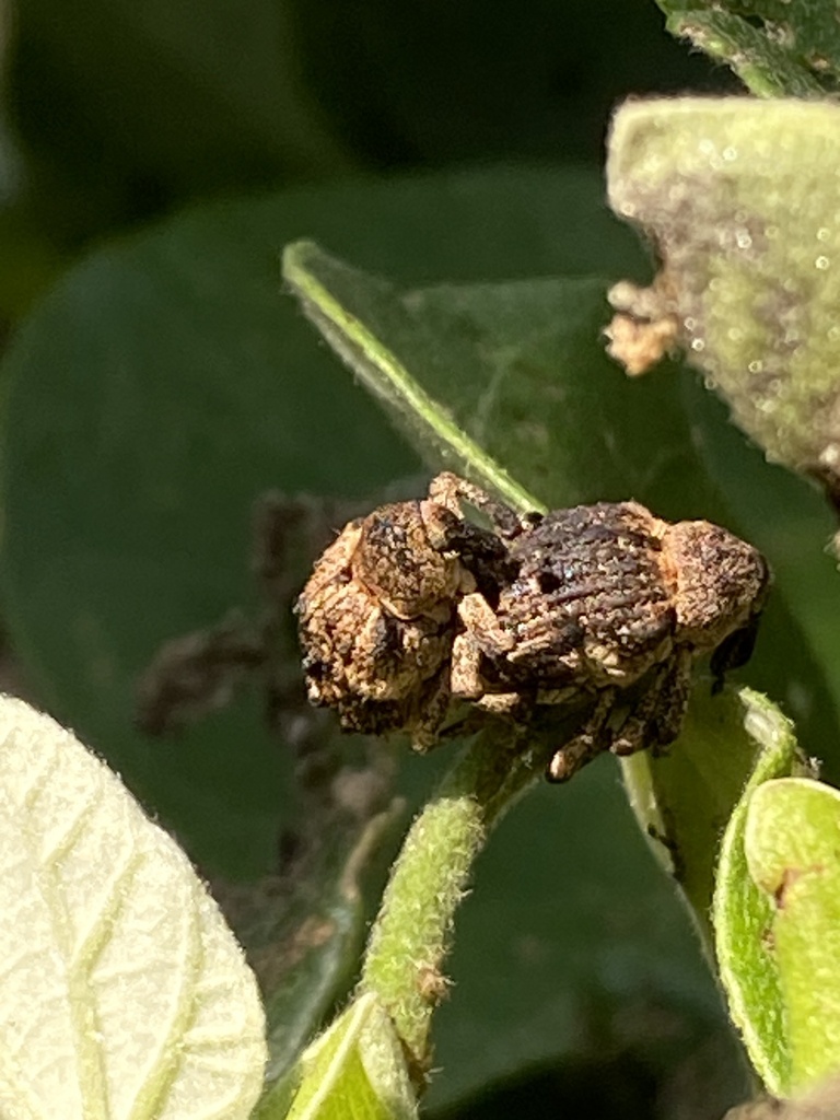 Desmidophorus crassus from 臺灣島, 大安區, TXG, TW on April 17, 2024 at 09:34 ...