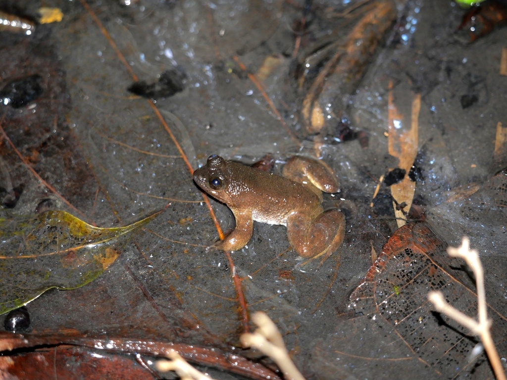 Yellow-bellied Puddle Frog from Negros Occidental Minoyan, Murcia, G463 ...
