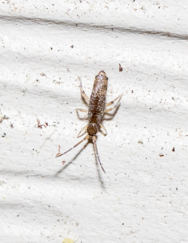 Slender Springtails from Centerville, OH, USA on April 16, 2024 at 10: ...