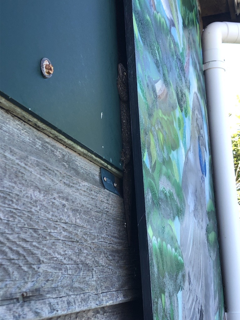Duvaucel's Gecko in January 2024 by Ben Ackerley · iNaturalist