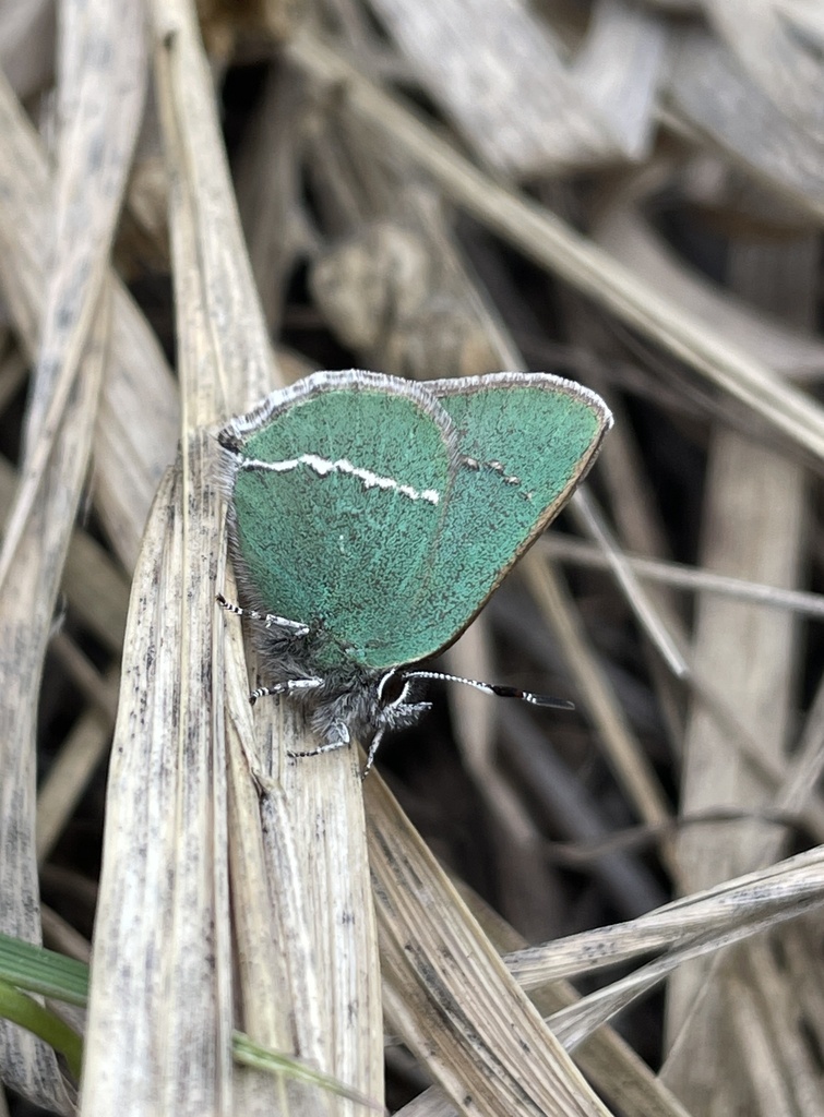 Sheridan's Hairstreak in April 2024 by Christian Nunes · iNaturalist