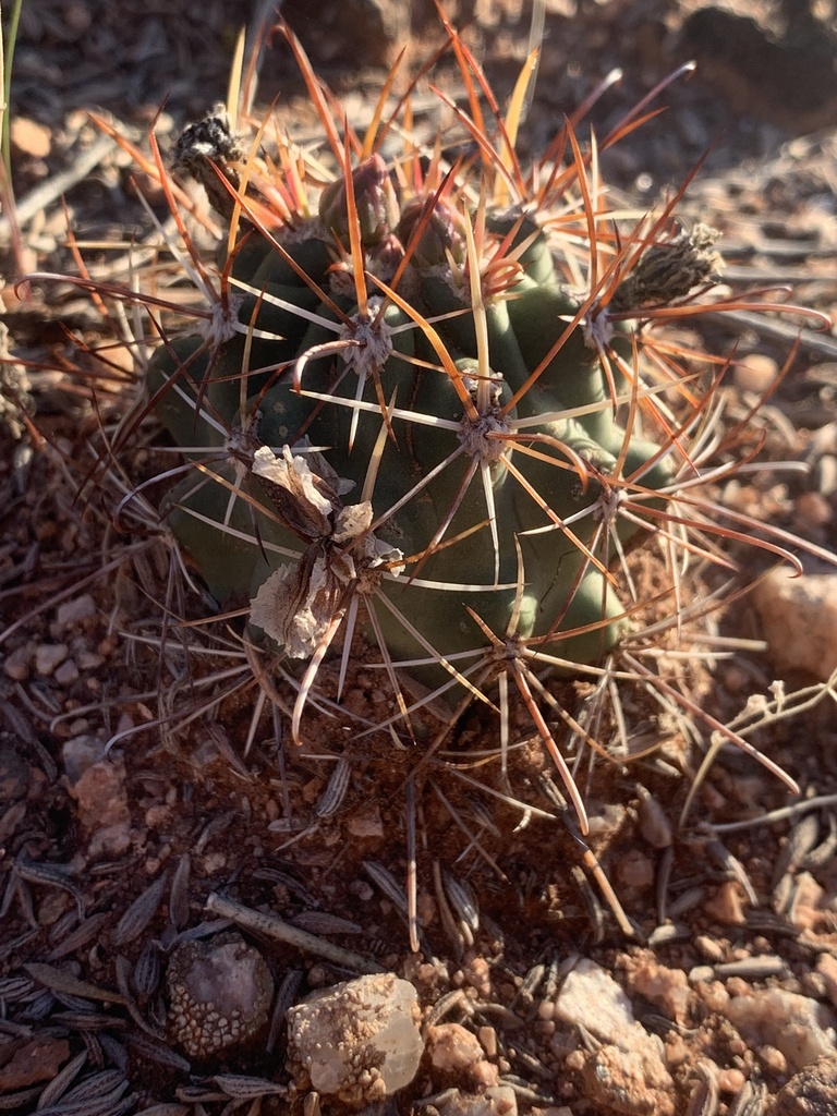 Smallflower Fishhook Cactus from Glade Park, CO, US on April 14, 2024 ...