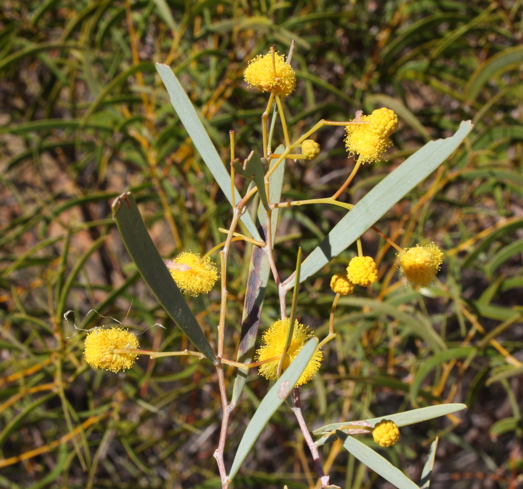 Sandplain Wattle from Ularring WA 6436, Australia on September 13, 2020 ...