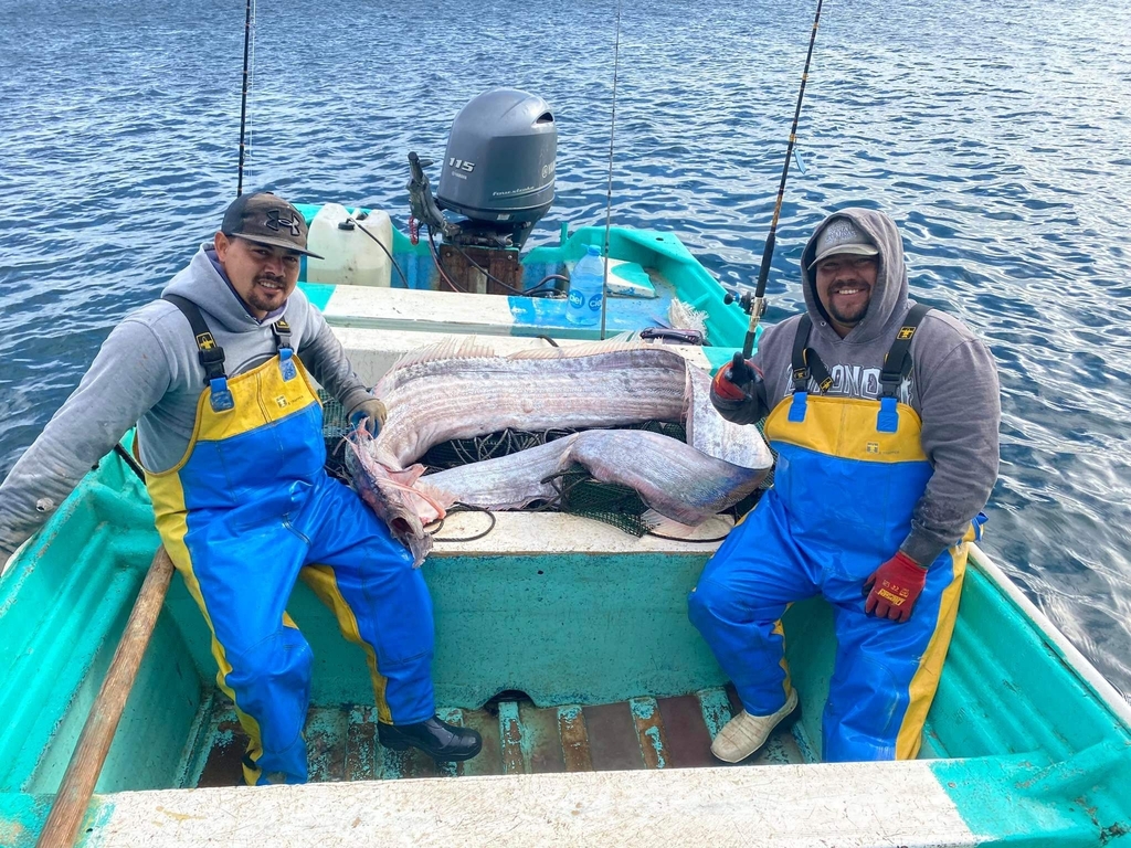 Russell's Oarfish from San Quintín, B.C., México on April 16, 2024 at ...