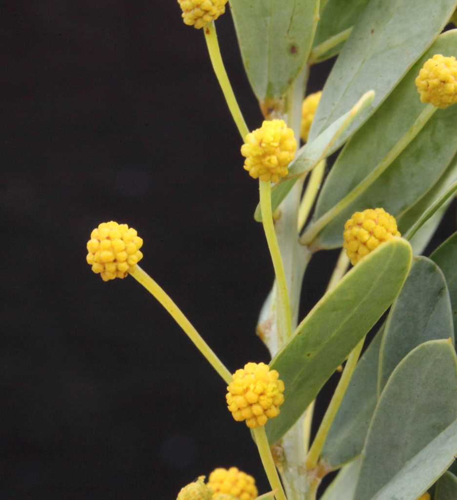 Acacia meisneri from Malebelling WA 6302, Australia on October 15, 2020 ...