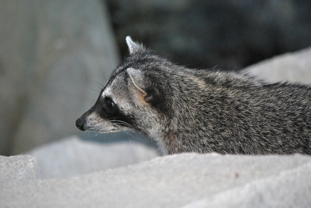 Mapache desde Manzanillo, Col., México el 13 de abril de 2024 a las 07: ...