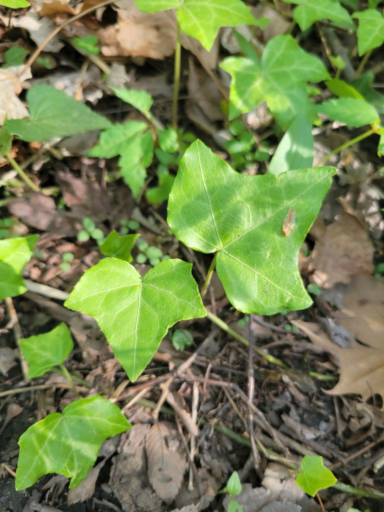 common ivy from Belle and Mayo Islands, Richmond, VA, USA on April 15 ...