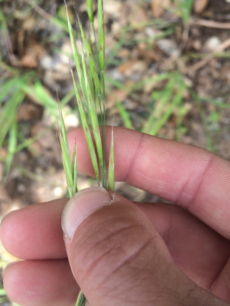 Woodland Brome (Plants of Mount Burdell (CNPS list with pictures ...