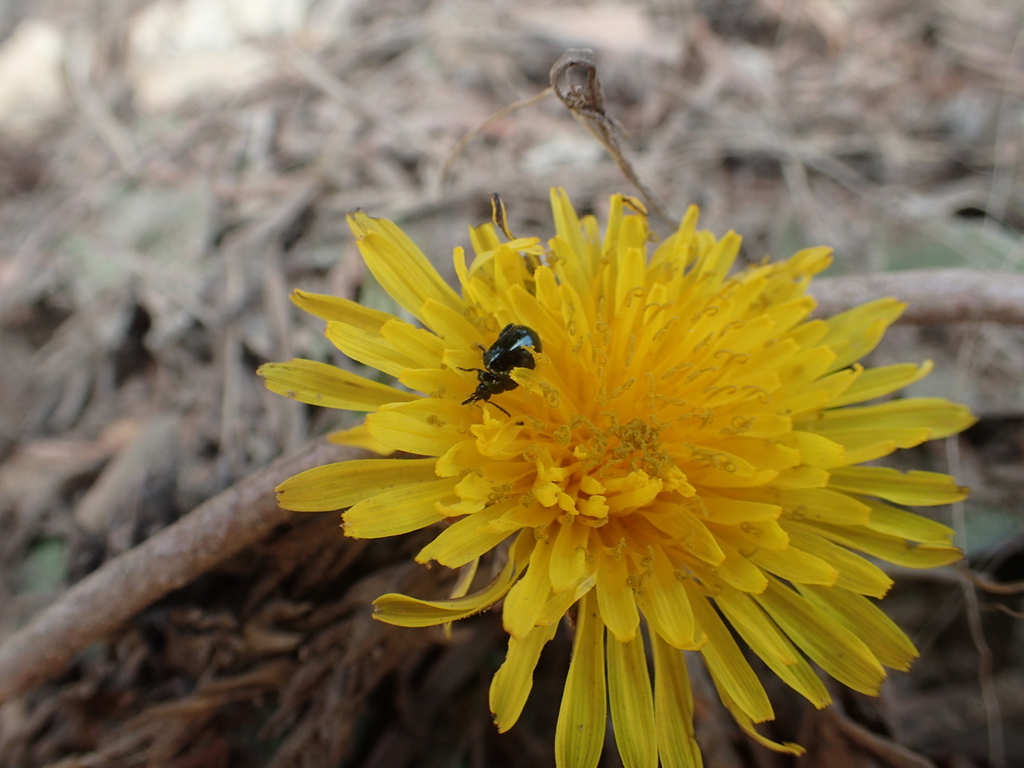 Nonarthra cyanea in April 2024 by hakkahamushi · iNaturalist