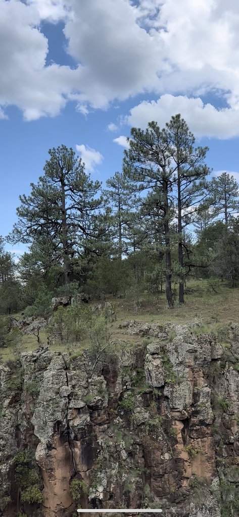 Apache pine from Calle Sexta, Ignacio Zaragoza, Chih., MX on April 13 ...