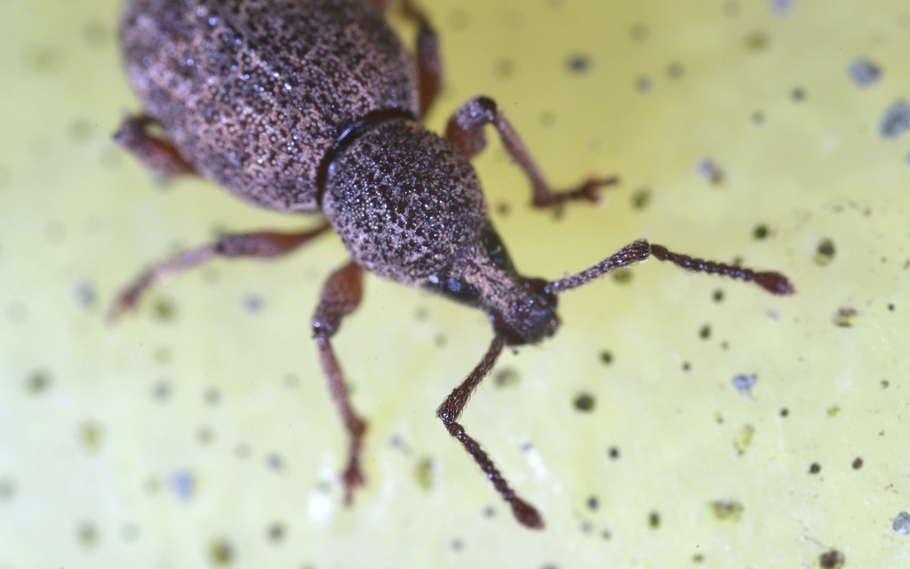 Clay-coloured Weevil from Ambleside LA22, UK on April 16, 2024 at 04:53 ...