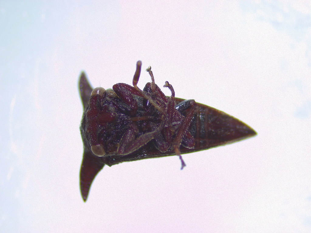 Tri-horned treehopper from Atiu Creek Regional Park 414 Run Road ...
