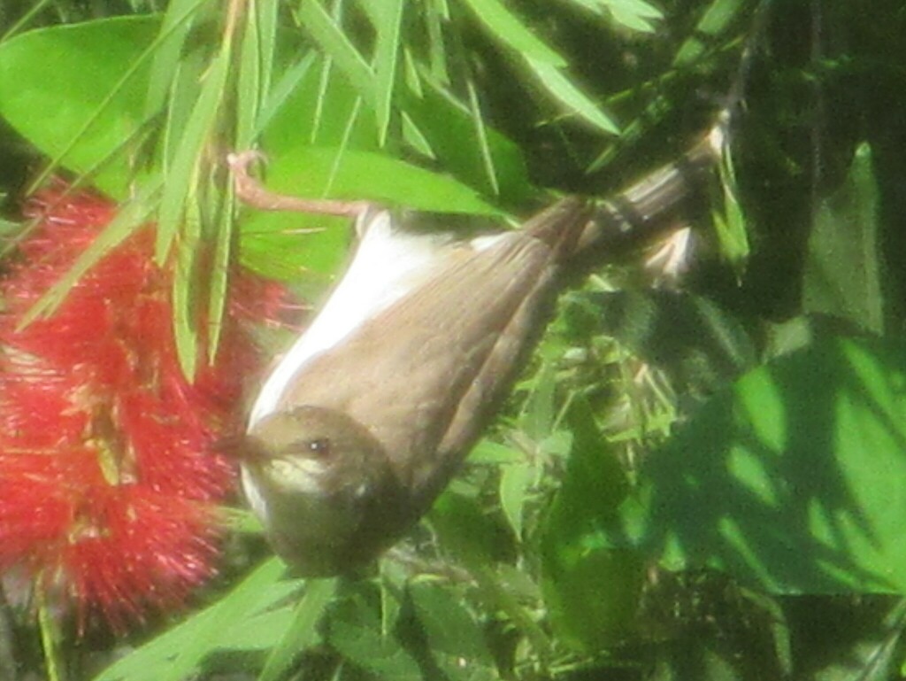 Brown-backed Honeyeater from Coolbie QLD 4850, Australia on October 28 ...
