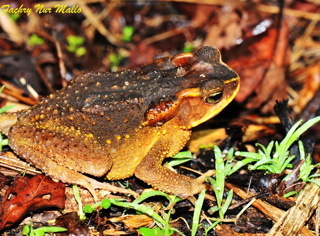 Sulawesian Toad from Rano Kalimpaa, Sedoa, North Lore, Poso Regency ...
