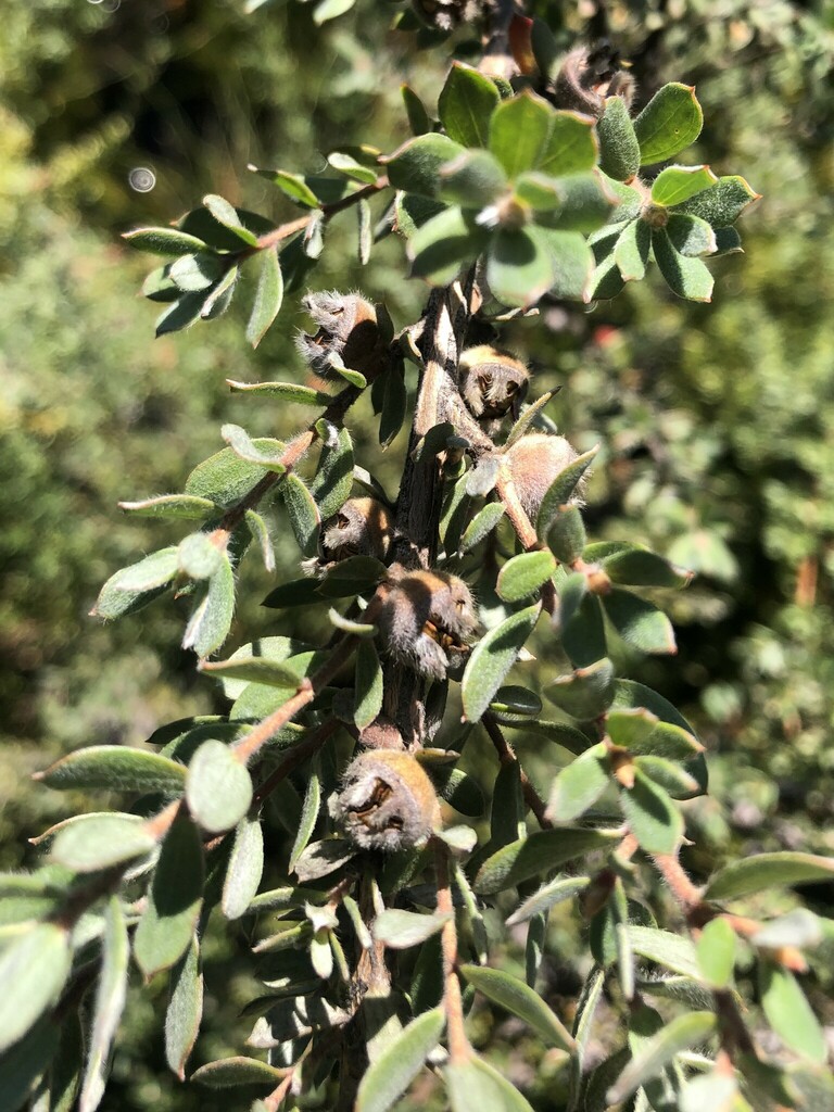 mountain tea-tree from Newnes Plateau NSW 2790, Australia on April 10 ...