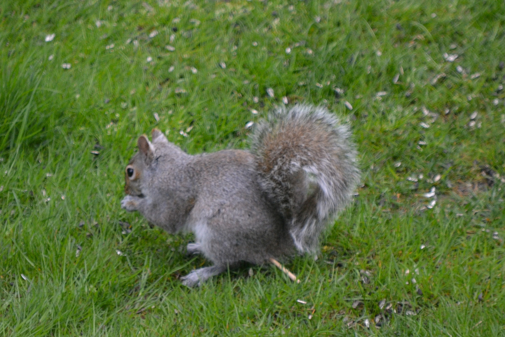 Eastern Gray Squirrel from Stow, MA, USA on April 28, 2019 at 09:01 AM ...