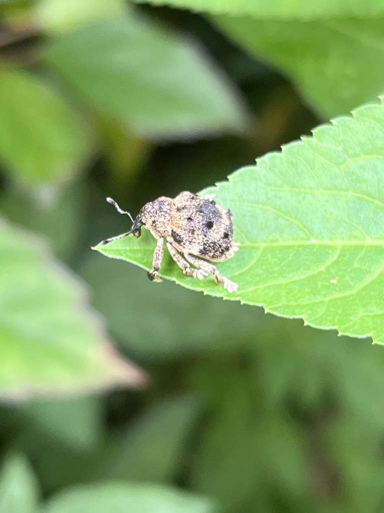 Desmidophorus crassus in April 2024 by Nakatada Wachi. ? · iNaturalist