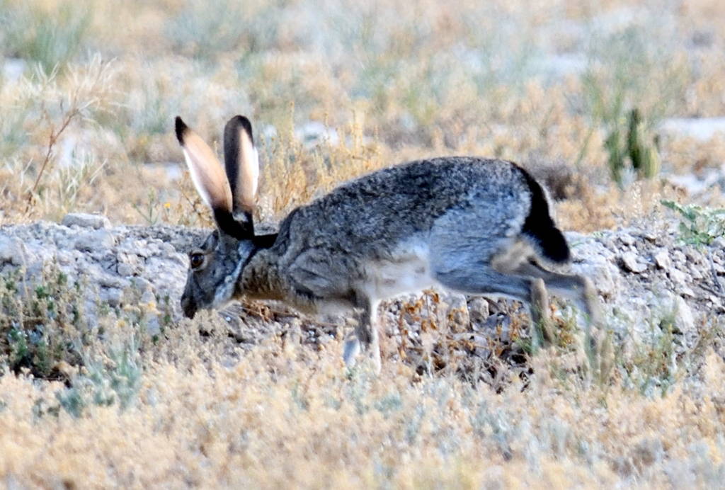 Black-tailed Jackrabbit from Mina, N.L., México on April 14, 2024 at 06 ...