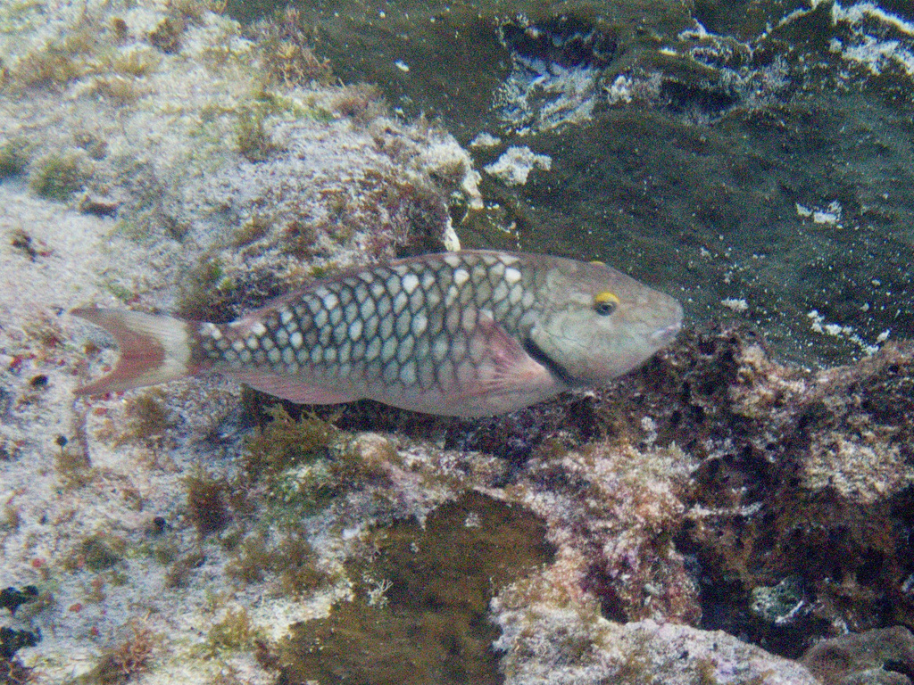 Stoplight Parrotfish in February 2024 by rolandwirth · iNaturalist
