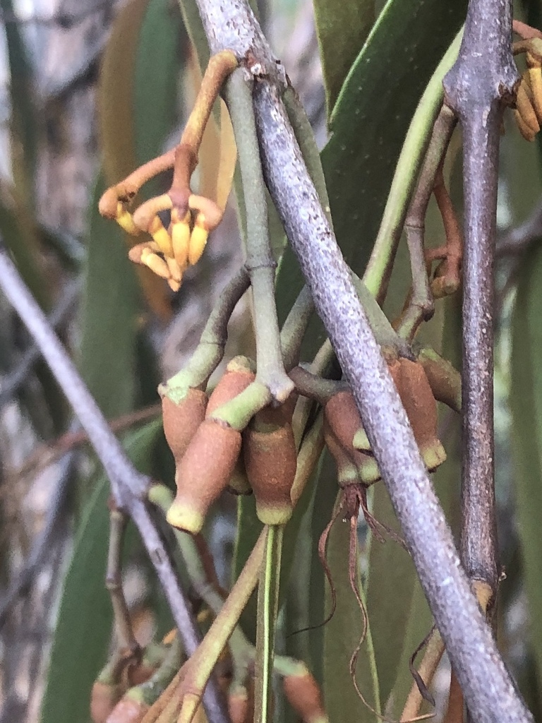drooping mistletoe from Wolgan Valley NSW 2790, Australia on April 10 ...