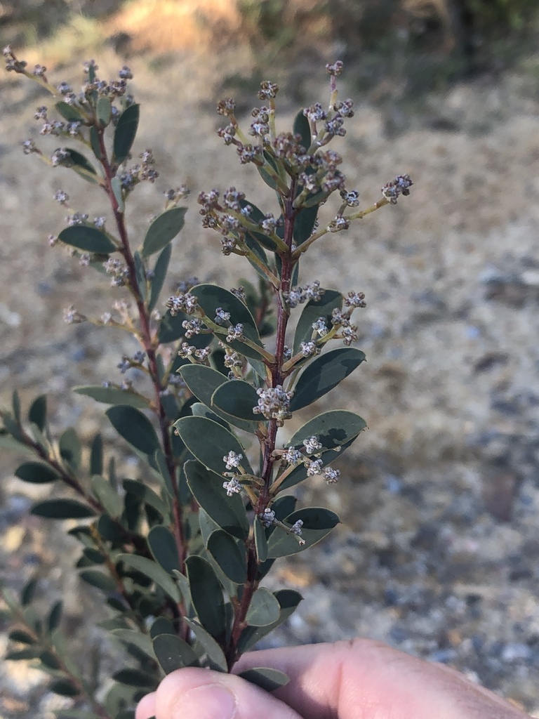 box-leaved wattle from Wolgan Valley NSW 2790, Australia on April 10 ...