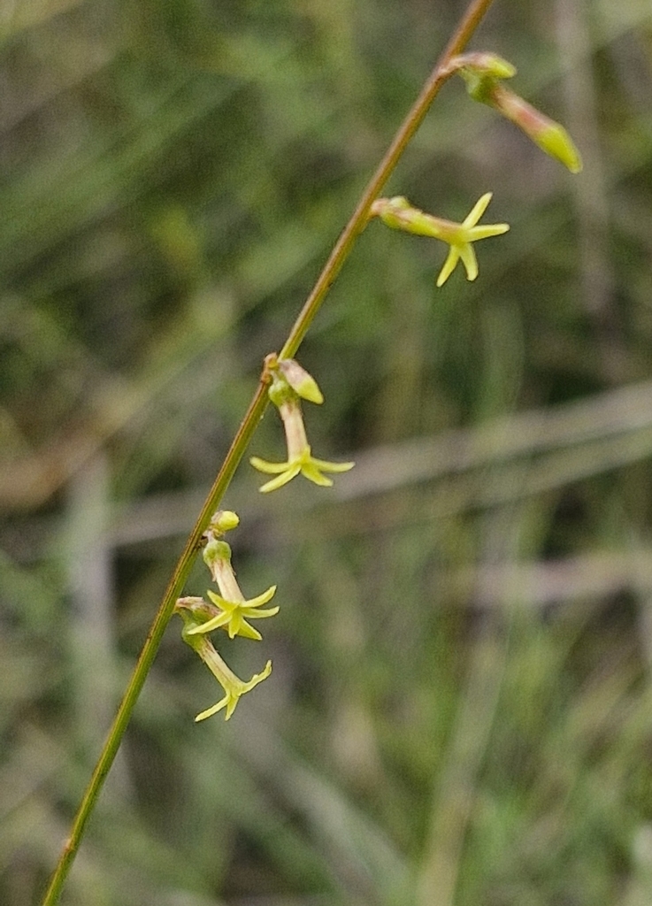 Yellow Stackhousia from North Turramurra NSW 2074, Australia on April ...