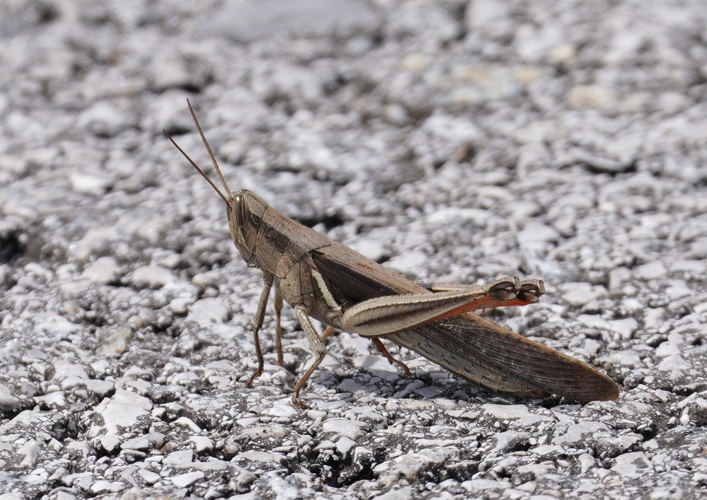 Stenocatantops splendens from Off Aup, Sibu, Sarawak, Malaysia on ...