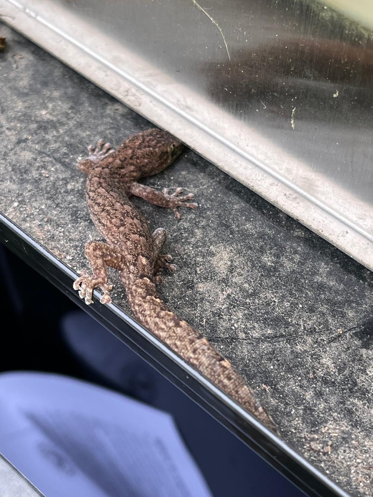 Southern Marbled Gecko from Kilby Rd, Kew East, VIC, AU on April 17 ...
