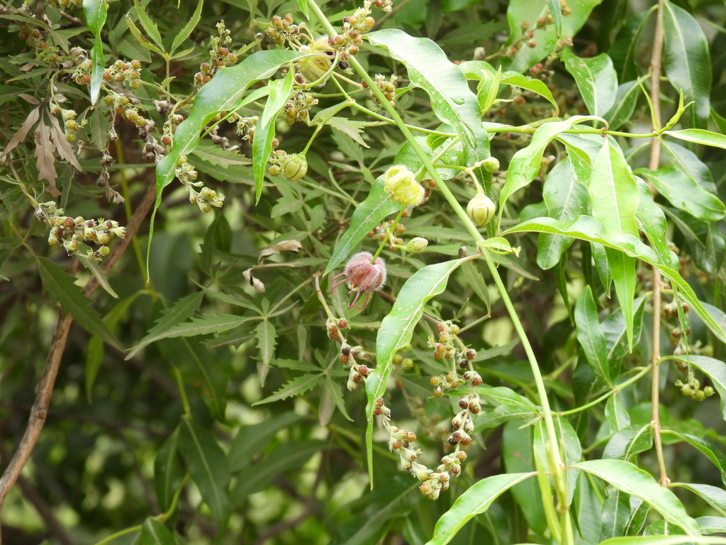 Periploca sepium from Licheng District, Jinan, Jinan, Shandong, China ...