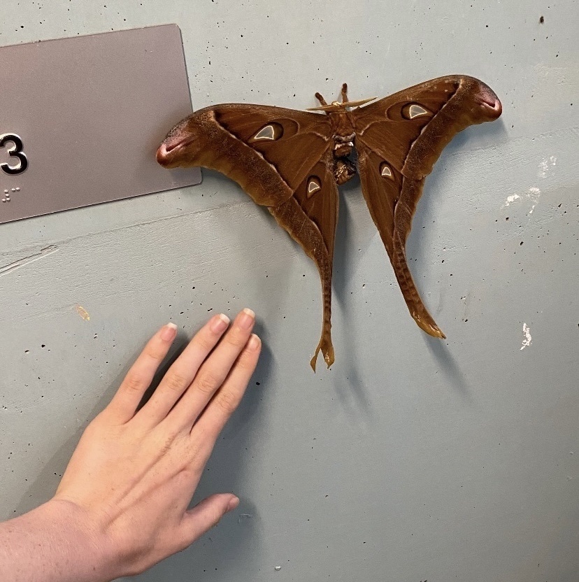 Hercules Moth from Tully River, Cardstone, QLD, AU on April 17, 2024 at ...