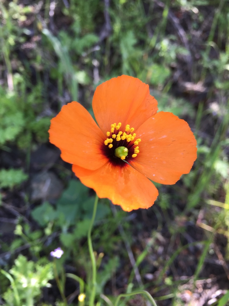 wind poppy from Mount Diablo State Park on April 16, 2024 at 01:07 PM ...