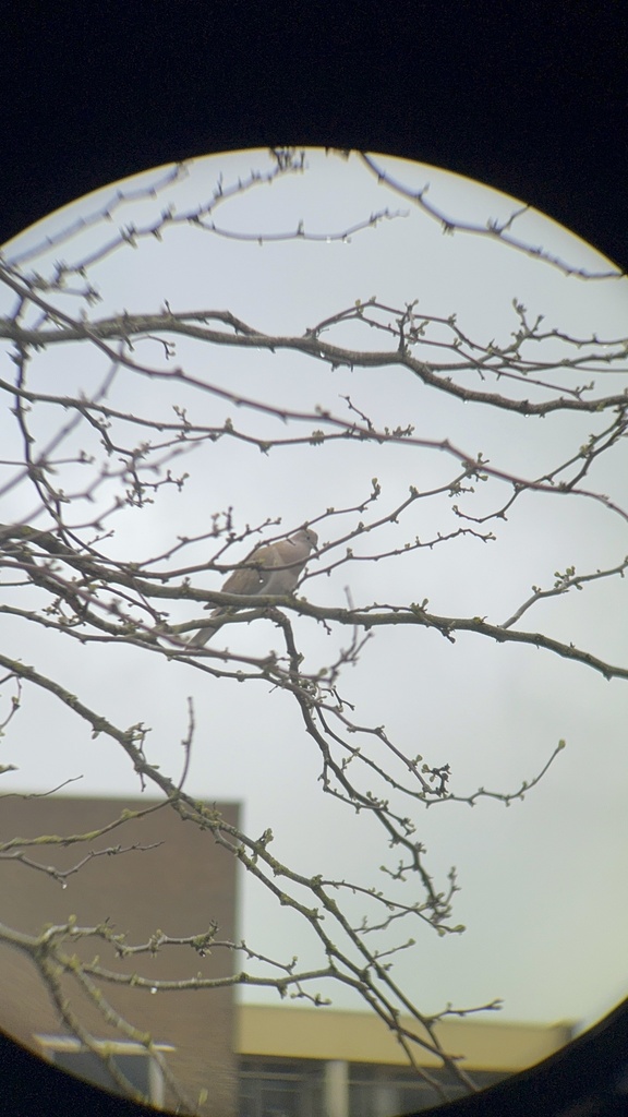 Eurasian Collared-Dove from Brederostraat, 茲沃勒, 上艾瑟爾省, NL on April 17 ...
