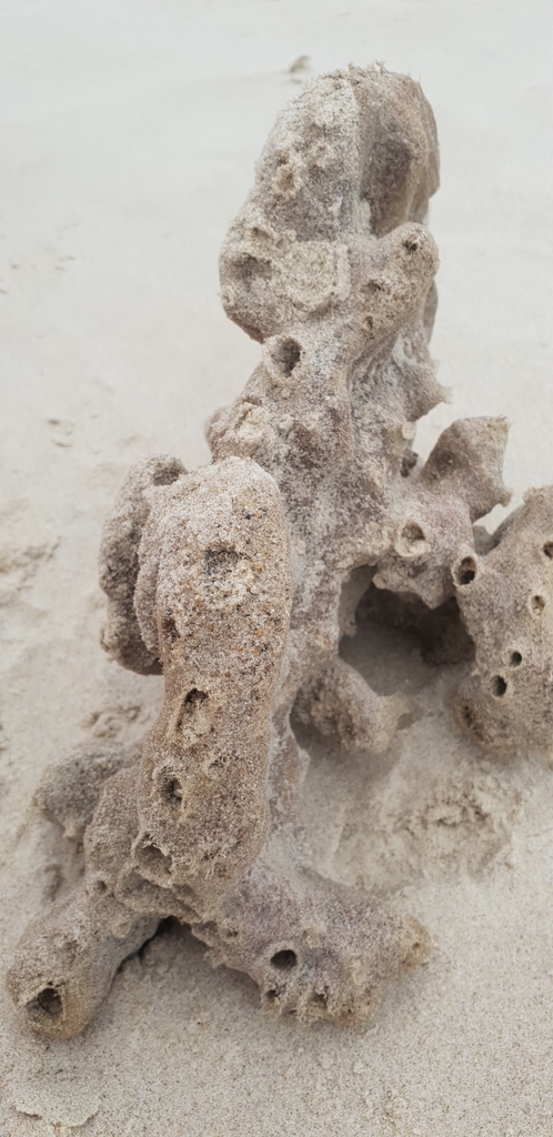 Sponges from Australia on March 31, 2024 at 12:53 PM by absinthscreams ...