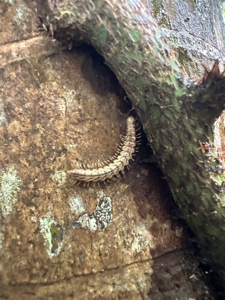 Flat-backed Millipedes from North Island / Te Ika-a-Māui, Auckland ...