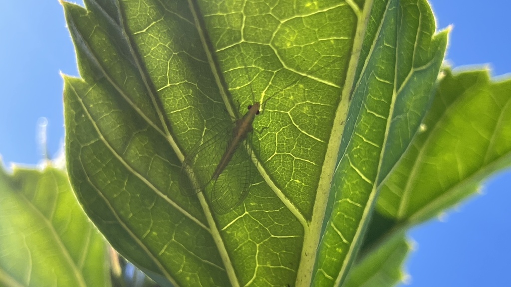 Mallada basalis from North Island / Te Ika-a-Māui, Auckland, Auckland ...