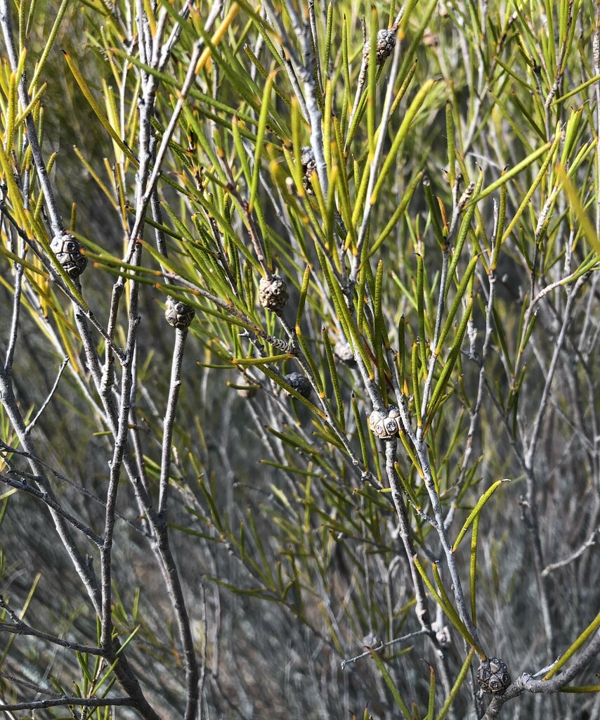 broombush from Gum Lagoon SA 5267, Australia on April 17, 2024 at 10:03 ...