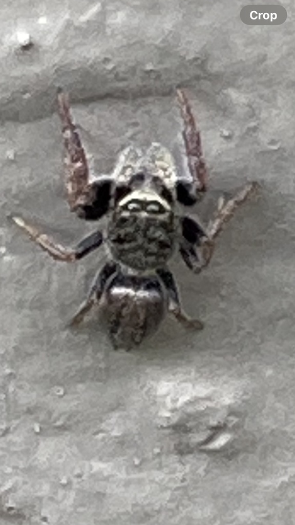 Cyclops Jumping Spider from Burraneer Rd, Coomba Park, NSW, AU on April ...