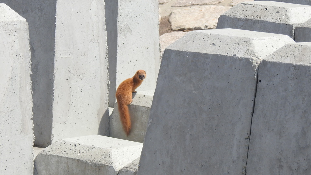 Siberian Weasel from 中国上海市浦东新区 on March 7, 2024 at 11:53 AM by ...