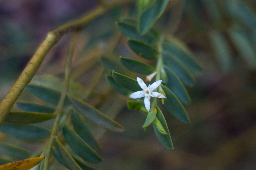 Olax from High Range NSW 2575, Australia on April 14, 2024 at 07:58 AM ...