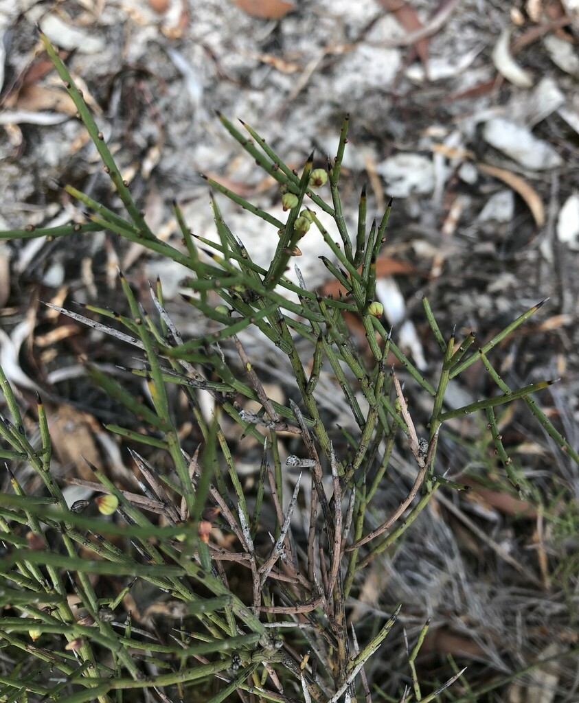 spiny wattle from Gum Lagoon SA 5267, Australia on April 17, 2024 at 10 ...
