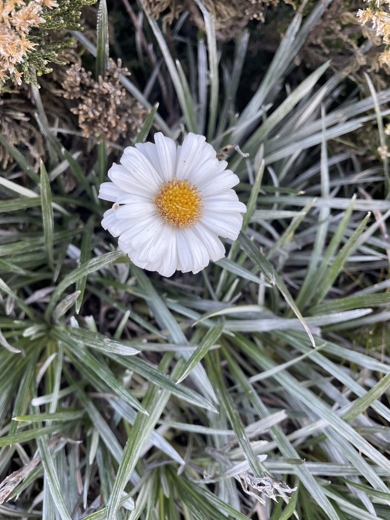 herbfield Celmisia from Alpine National Park, Hotham Heights, VIC, AU ...