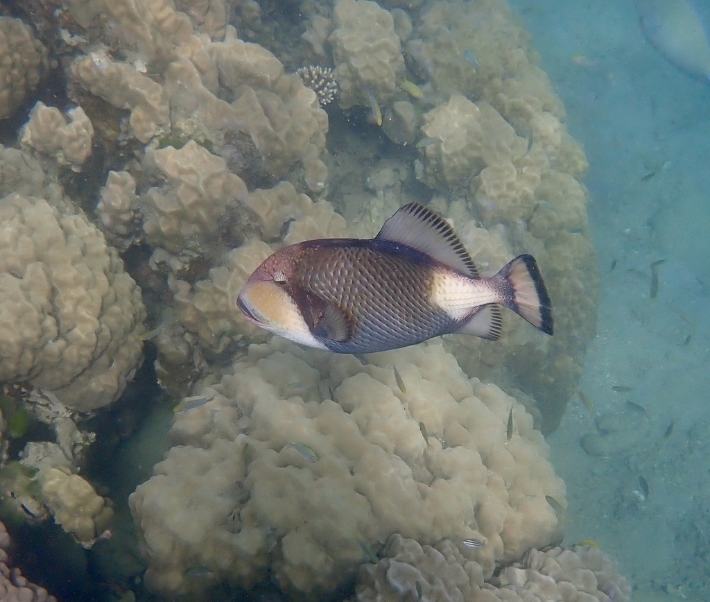 Titan Triggerfish from Ouen Toro, NC-SU-NO, NC-SU, NC on April 17, 2024 ...