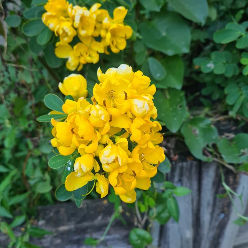 Easter Cassia from Wilston QLD 4051, Australia on April 14, 2024 at 04: ...
