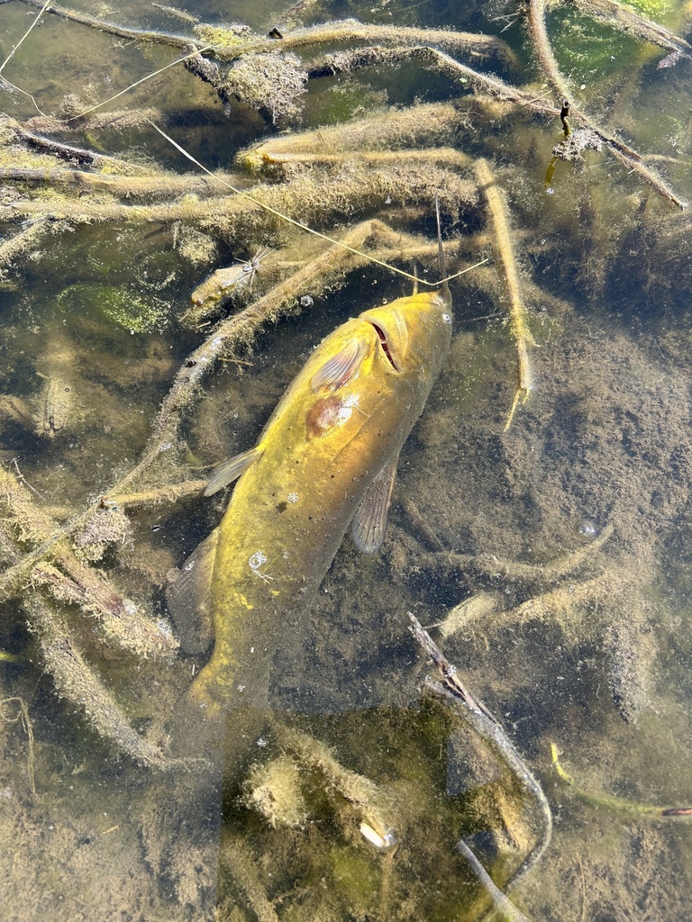 Brown Bullhead from Rochester Institute of Technology, West Henrietta ...