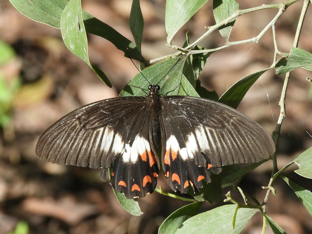 Ambrax Swallowtail from Cairns QLD, Australia on April 17, 2024 by Doug ...