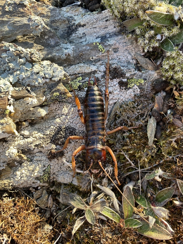 Mountain Stone Weta from South Island / Te Waipounamu, Middlemarch ...