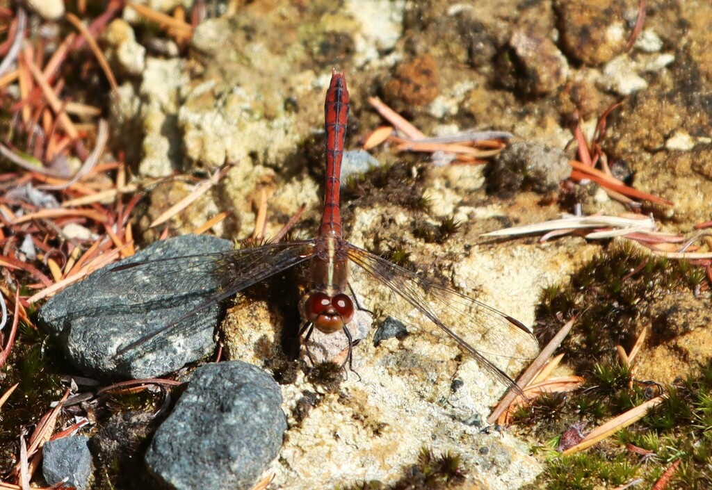 Wandering Percher from Waiharara, New Zealand on April 12, 2024 at 02: ...