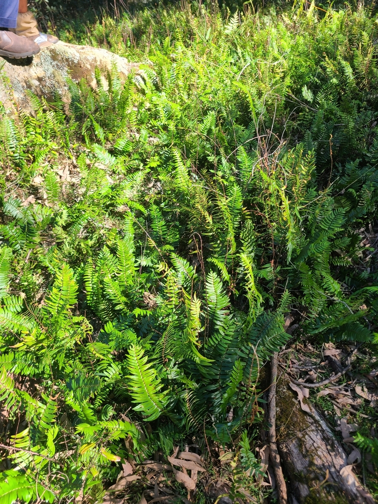 Sickle Fern from Cooyal NSW 2850, Australia on April 16, 2024 at 11:02 ...